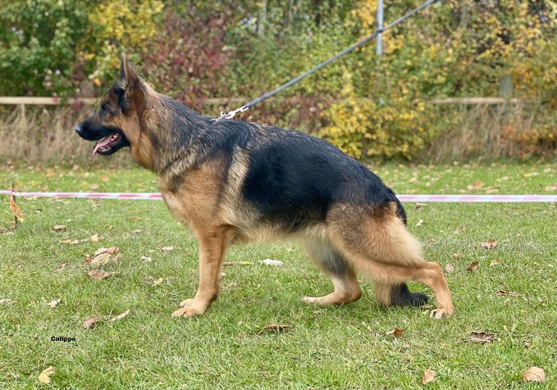 Calippo Liva | Dog profile - information and data – working-dog
