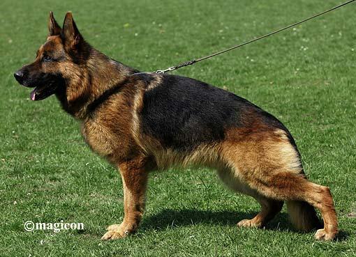 Karat's Ulk | Hundeprofil - Informationen und Daten