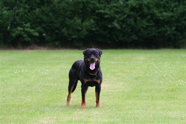 Baster vom Edlen Stahl | Hundeprofil - Informationen und Daten