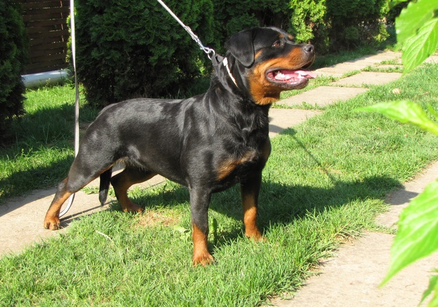Breed from the kennel vom Hanfburg: Black Rott Hungary Pongo and Ada ...
