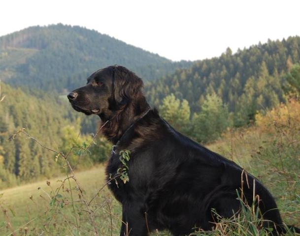 Zucht des Zwingers Kralovska straz: Dorian Mista Jaswin und Fidzi ...