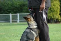 Easy de la Source des Bois | Dog profile - information and data