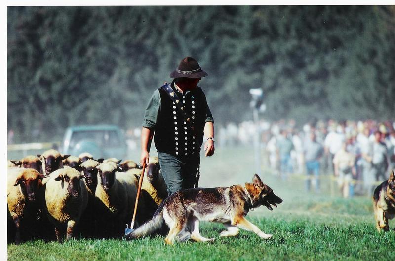 Inka aus der Glockenbergsschäferei | Dog profile - information and ...