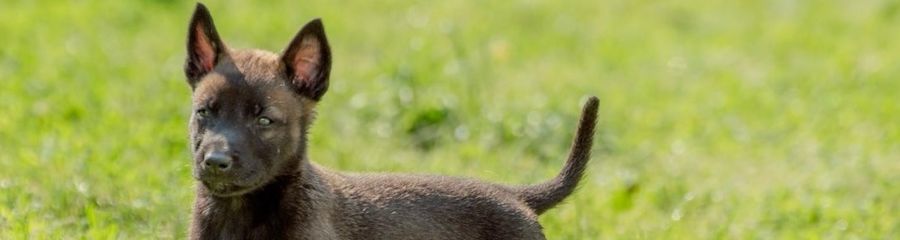 Kennel Kennel of Bistrica Dogs – working-dog