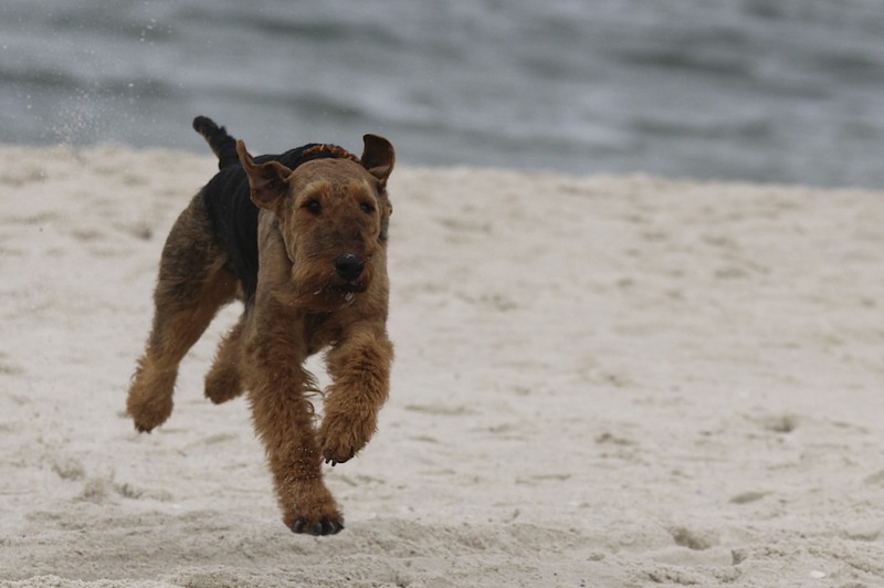 Captain Jake of King's Aire | Dog profile - information and data