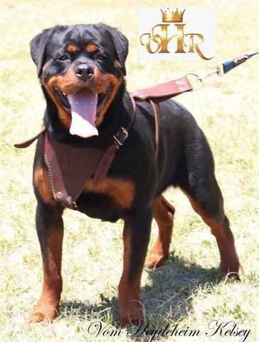 Wurfplanung des Zwingers Vom Heydeheim Rottweilers: Diago of Stjepanic ...