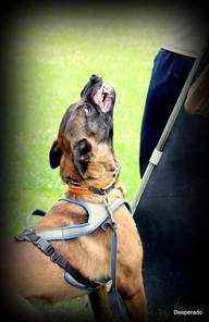 La cucciolata prevista dell'allevamento force canina: Catmandoo Force ...