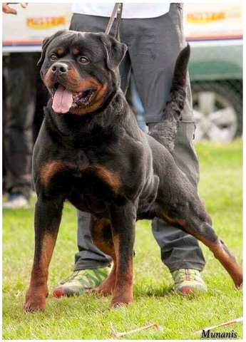 Breed from the kennel Soño Cachó: Rio LO1127397 and Holle vom Erler ...