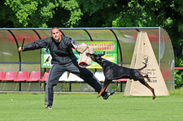 Breed from the kennel Oldfortress: Ataraxie's Diablo and Una (MET Dob ...