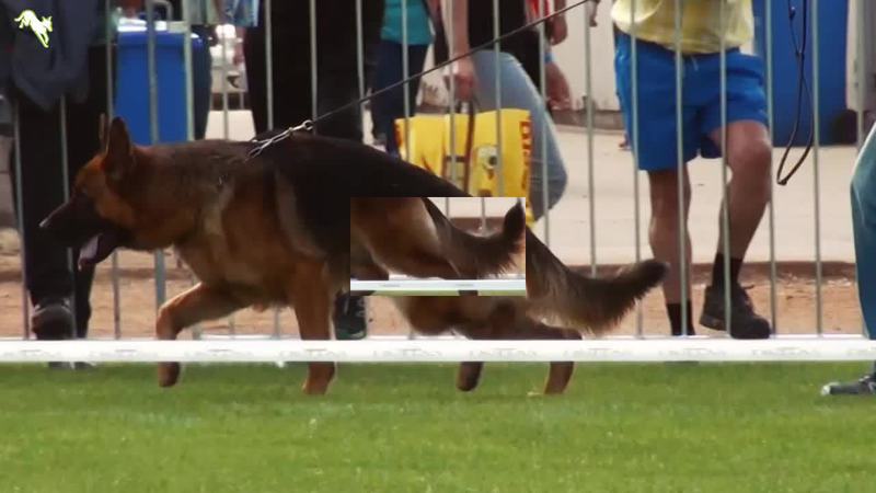 Maylo vom Tiroler Unterland | Hundeprofil - Informationen und Daten ...