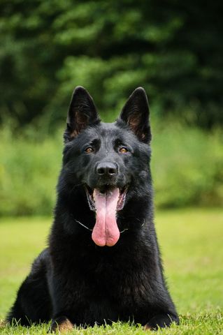 Zucht des Zwingers Fort-Vortex: Ares Magira und Olympia Mapet – working-dog