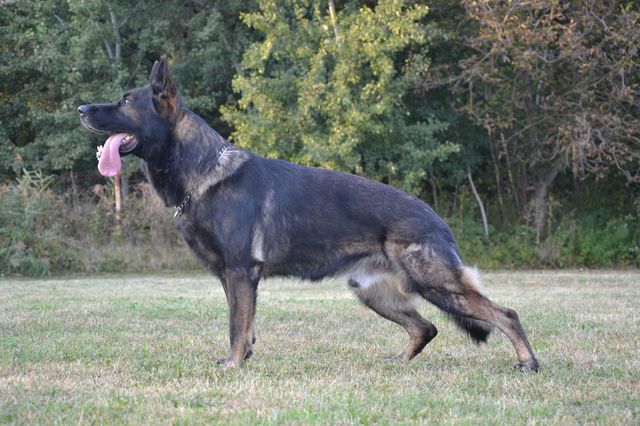 Wurfplanung des Zwingers Vom Haus Veles: Jogi Emor und Cupra Wemani ...