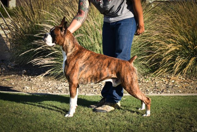 Wurfplanung des Zwingers Mirak Boxers: Mirak Comanche und Mirak Umami d ...