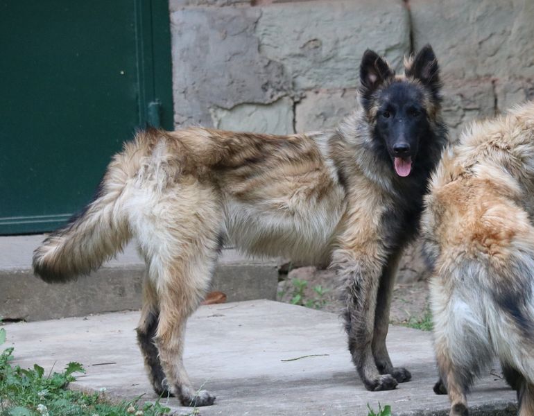 Thiago du domaine de la Salvonière | Hundeprofil - Informationen u...