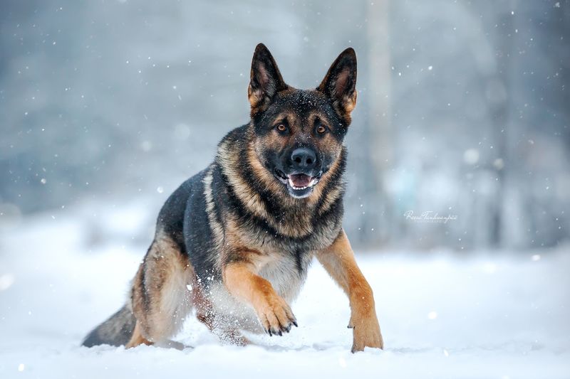 Aufgeweckt Pomo | Dog profile - information and data – working-dog