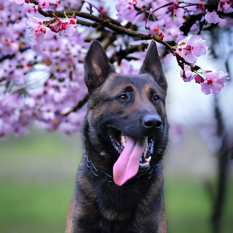 Zucht des Zwingers Royal Mali’s: Royal Mali's Undercover und Qiss LOSH ...