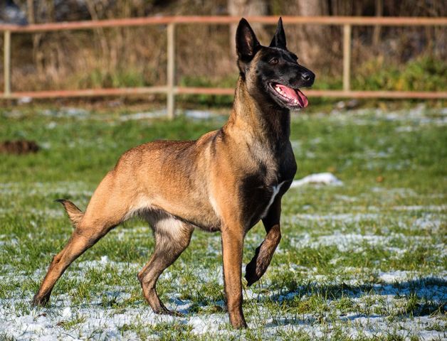 Zucht des Zwingers Fort-Vortex: Cannibal Rebel Dog und Ciga Dekim Lexus ...