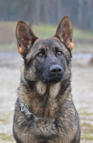 Elza Daveran | Hundeprofil - Informationen und Daten