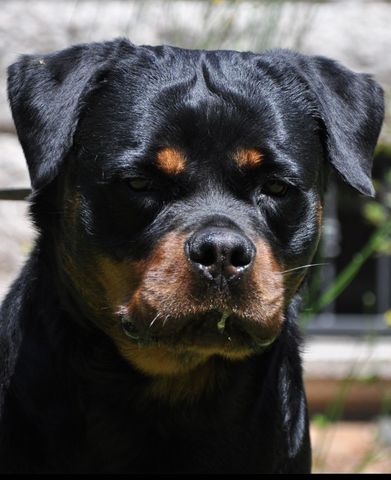 Breed from the kennel vom Mas Rott: Rudi vom Hause Neubrand III and ...