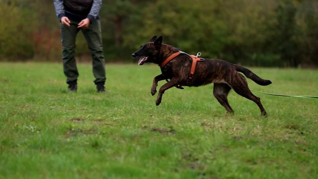 Austrian High Spirit Fast and Furious | Dog profile - information a...