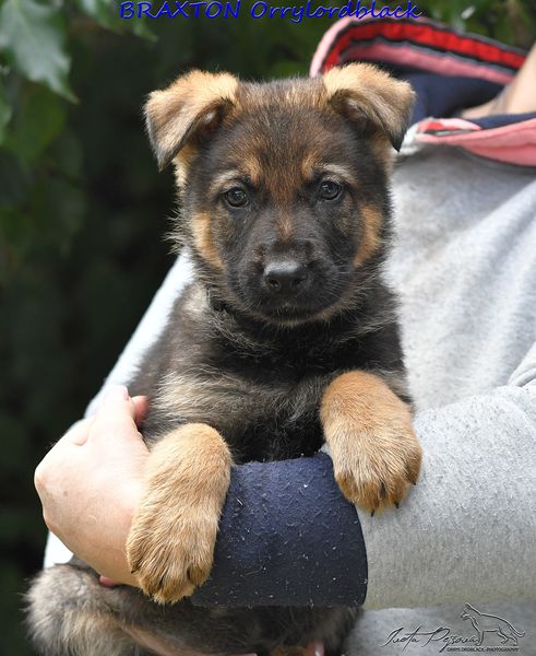 Braxton Orrylordblack | Hundeprofil - Informationen und Daten