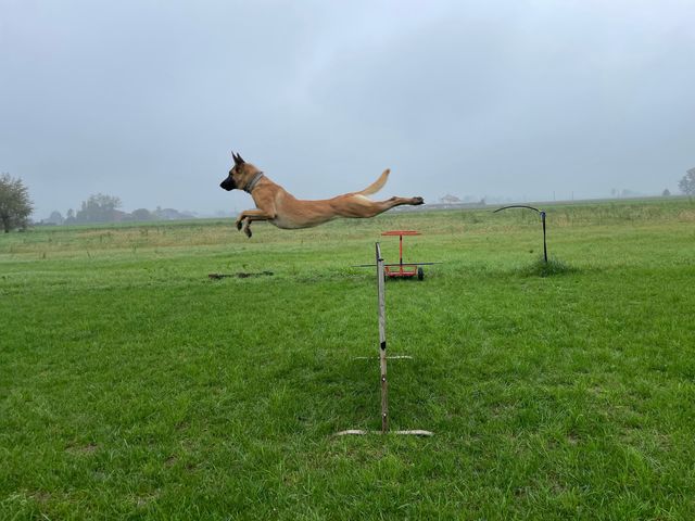 Litter plan from the kennel The Shield: Branko von Haus ReKo and Hanabi ...