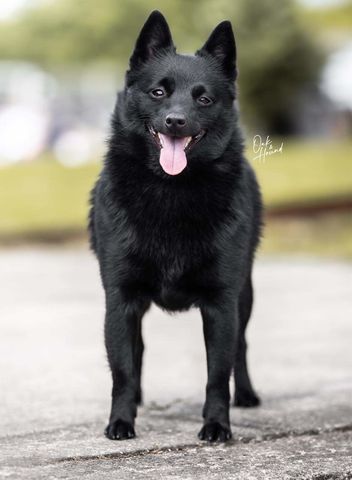 Breed from the kennel Lesira's Schipper: Amazing Adrian vom Limespark ...