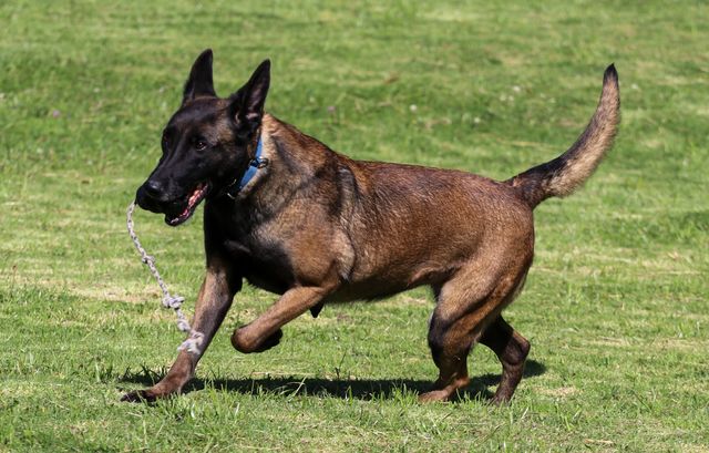 Wurfplanung des Zwingers Mars: Swat Mars und Sharika Mars – working-dog