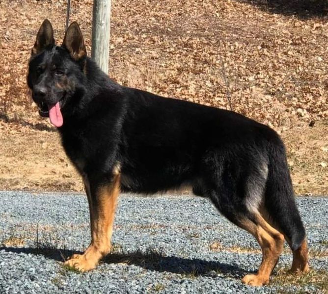 Enno Stasi | Dog profile - information and data