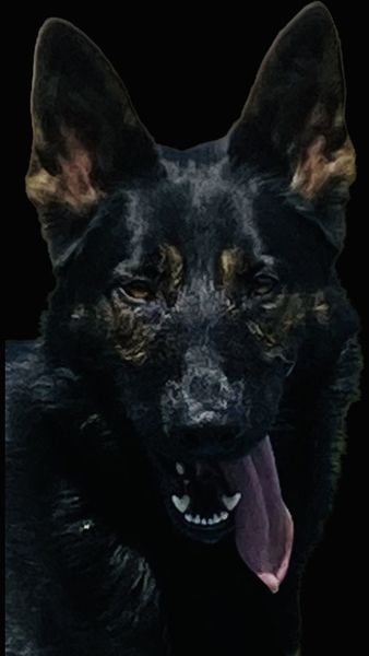 Yulius Caesar vom Eisernen Kreuz | Hundeprofil - Informationen und ...