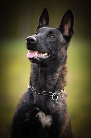 Litter plan from the kennel Südheide X-Herder: Sirius Black Südheide X ...