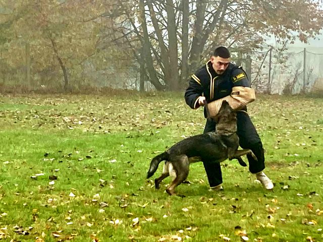 Breed from the kennel vom Endinger Stern: Ferrero von der Knappenműhle ...