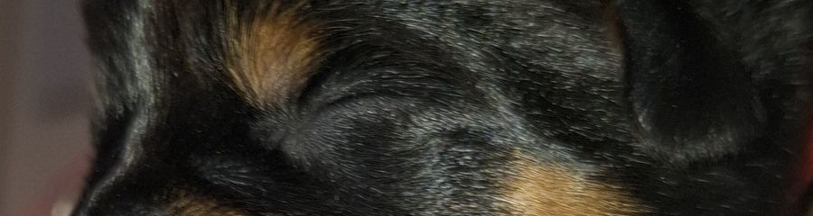 Zuchtstätte von Sankt Kasimir – working-dog