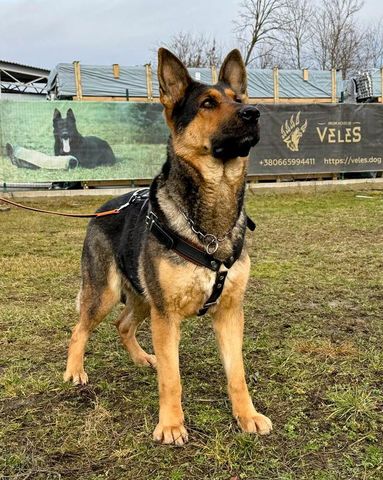 Wurfplanung des Zwingers Vom Haus Veles: Anton von der Aalbude und ...