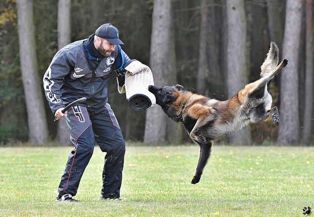 Wurfplanung des Zwingers TERVFIRE: Gump Deabei und Diabolos Cordum Ace ...