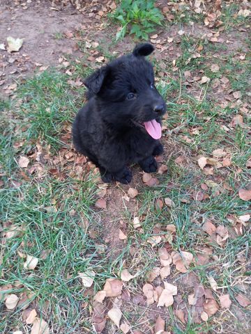 Dorie von der Sandkautschneise | Hundeprofil - Informationen und Daten