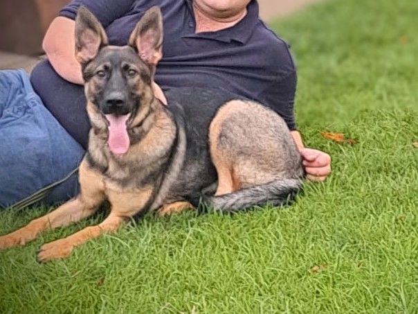 Inka von Bispinghoff | Hundeprofil - Informationen und Daten