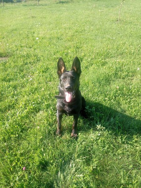 Aja z O.B.A - Magnum Nitra | Dog profile - information and data