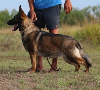 Zucht des Zwingers van Xazziam: Bexxor vom Kerberos und Evita Koreňov sad – working-dog