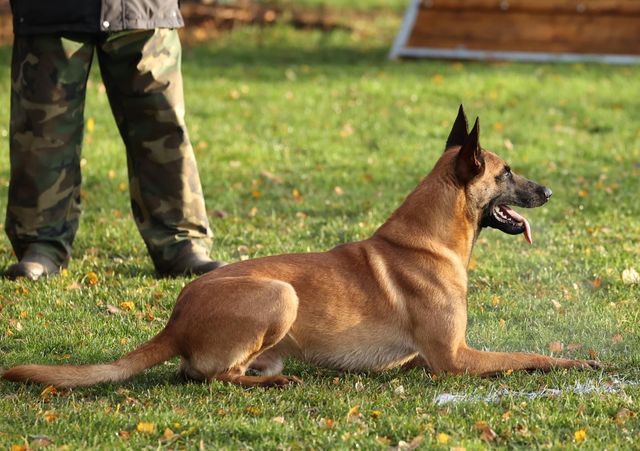 Litter plan from the kennel vom alten Gleis: MadMax von Löwenfels and ...