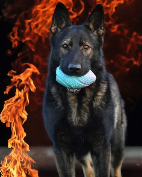 Laios Midollyk | Hundeprofil - Informationen und Daten