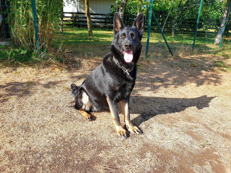 Panja vom Urbohaus | Dog profile - information and data