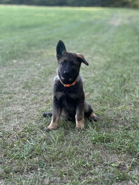 Banshee Barlet Dark Heart | Hundeprofil - Informationen und Daten ...