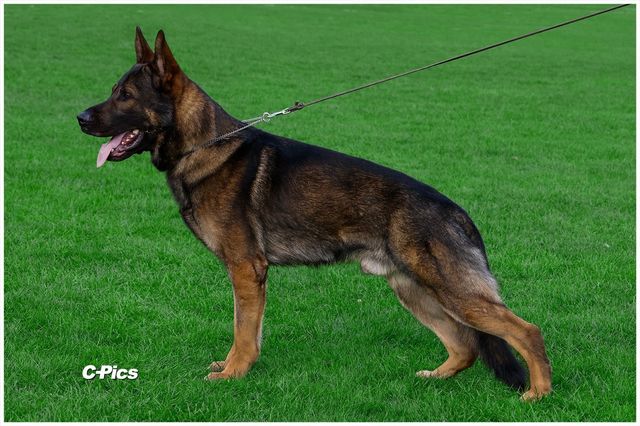 Litter plan from the kennel Vonkebles: Charlie von der Teufelskehle and ...