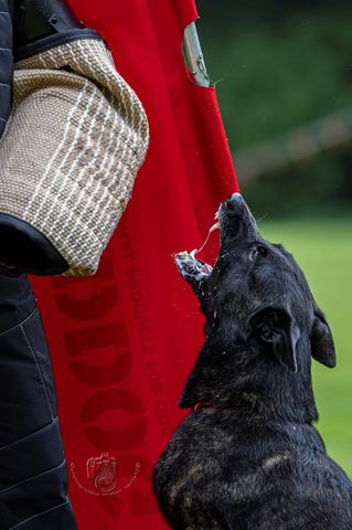 Litter plan from the kennel Hyena's: Bazinga! van de Postheuvel and ...