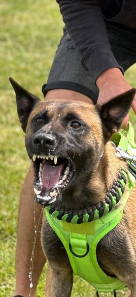 Matcho Primus Proeliator | Hundeprofil - Informationen und Daten