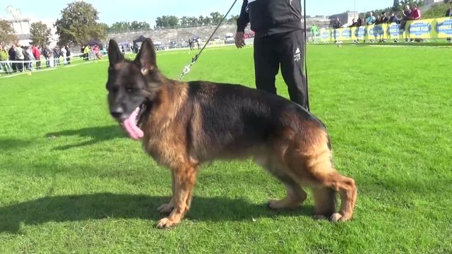 Rio du Val D'Anzin | Dog profile - information and data – working-dog