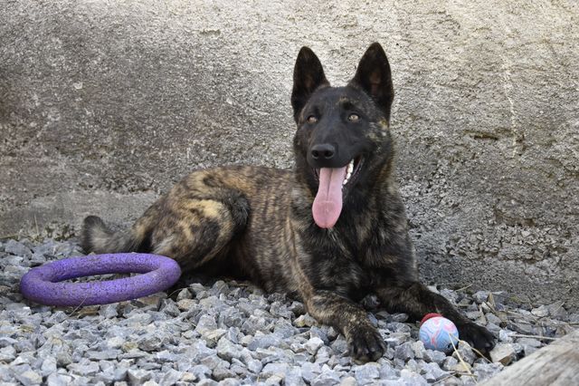 Zucht des Zwingers Strážca Veles: Lindor Qalt Mercator und Amélie ...