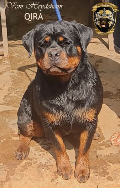 Vom Heydeheim Qira | Hundeprofil - Informationen und Daten – working-dog