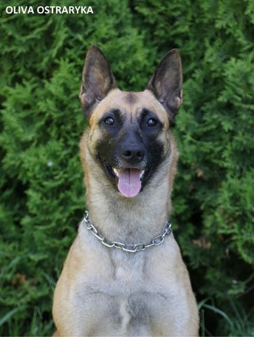 Plánovaný vrh v chovatelské stanici Devil blood: Al Capone Lumon ...